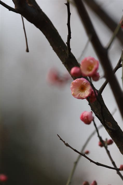 一枝梅花出墙来一枝梅花大山谷图库