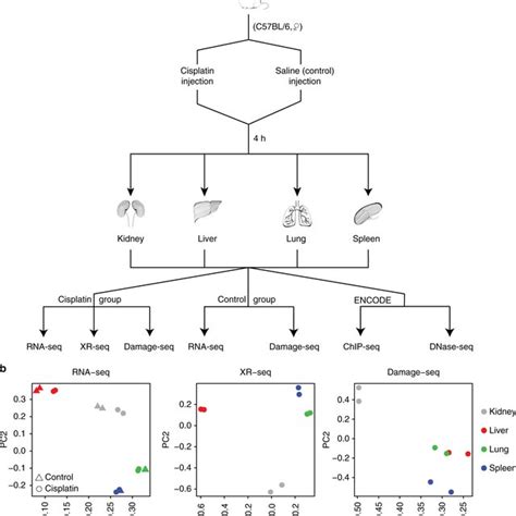 Motif Enrichment Analysis Identifies Candidate Tf Regulators Of
