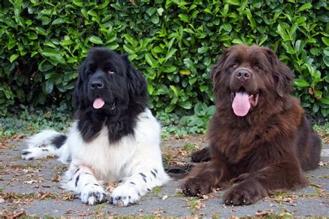 Los 10 Perros Más Grandes Del Mundo