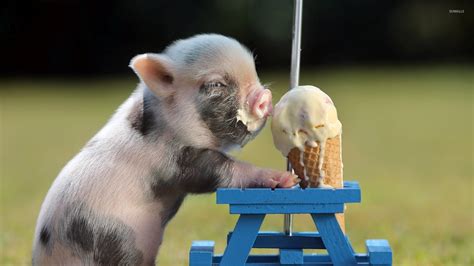 Piglet Wallpaper