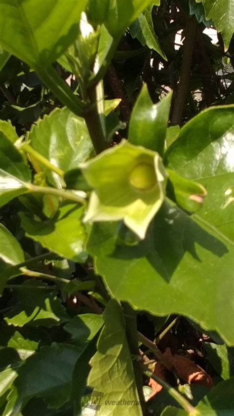マイ・ハイビスカスの花が、咲き終わった状 鹿児島県鹿児島市 紫の雲 ウェザーニュース