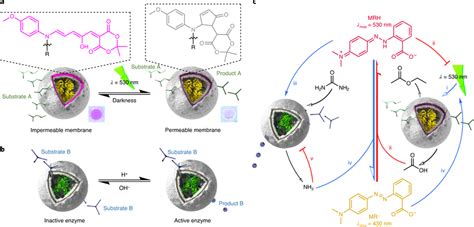 Dasa Photoswitch Driven Enzymatic Feedback Loops Between Communicating Download Scientific