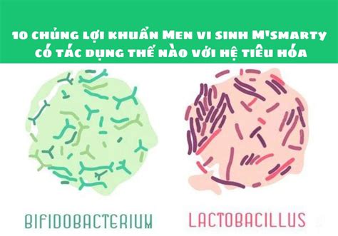 chủng lợi khuẩn trong Men vi sinh M smarty có tác dụng thế nào với hệ tiêu hóa của trẻ sơ