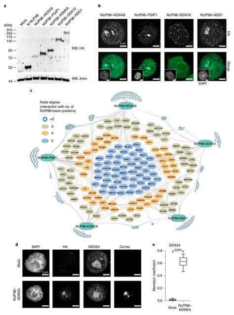 Biomolecular Condensation Of Nup98 Fusion Proteins Drives Leukemogenic