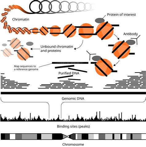 Chromatin Immunoprecipitation Histone Modifications