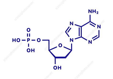 Deoxyadenosine Monophosphate Nucleotide Molecule Stock Image F027