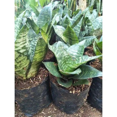 Jual PROMO Tanaman Hias Sansivera Mini Sansivera Kodok Pohon Lidah Mertua Mini Hijau Indonesia