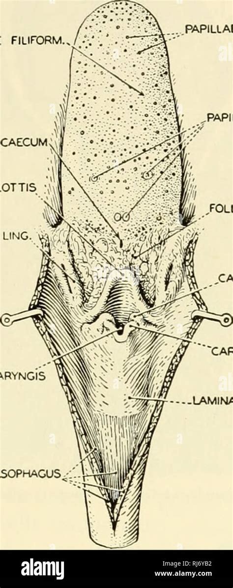 Aditus Laryngis