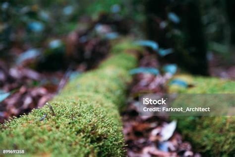 Gambar Closeup Lumut Hijau Di Hutan Hujan Dengan Latar Belakang Kabur