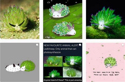 10 Leaf Sheep Facts The Most Adorable Sea Slug Uniguide