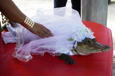 Mexican Mayor Marries Alligator As Part Of Ancient Ritual Daily Sabah