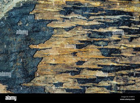 Fossil Tree Bark Lepidodendron Collected By Don Reid On Display At