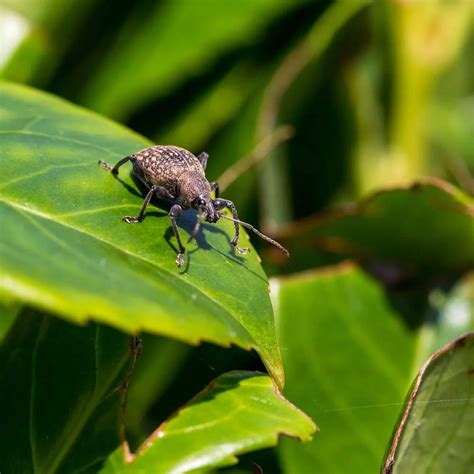 Ziekten En Plagen Veel Voorkomende Citytree