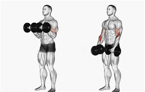8 Best Bicep Exercises With Dumbbells Sam Sports UAE