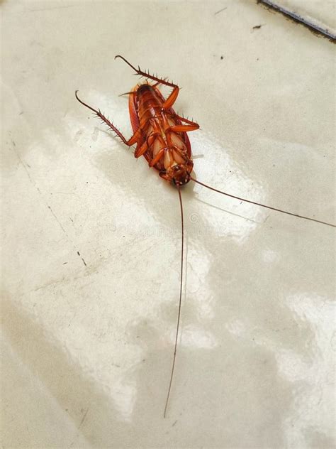 Close Up Of A Cockroach Insect Stuck To The Wall Stock Image Image Of