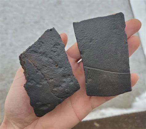2 Chunky Fossilized Turtle Shell Sections Florida Fossil Pleistocene