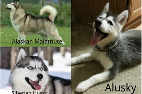 Siberian Husky Basset Hound Mix