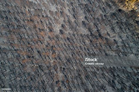 화재 후 불에 탄 숲의 조감도 불에 탄 전나무와 소나무 나무 꼭대기의 오버 헤드 뷰 드론 사진 0명에 대한 스톡 사진 및 기타 이미지 Istock