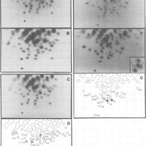 Two Dimensional Gel Electrophoresis Of Rnase T Resistant Download