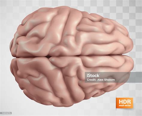 해부학 적 인간의 두뇌 메쉬 벡터 과학 기사 디자인 및 의료 소책자 3차원 형태에 대한 스톡 벡터 아트 및 기타 이미지 3차원 형태 Mri 스캐너 가상현실 Istock
