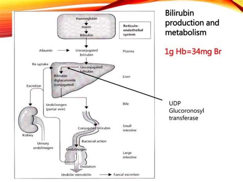 Approach To Abnormal Lft Pptx Blood Disorders Diseases And Conditions