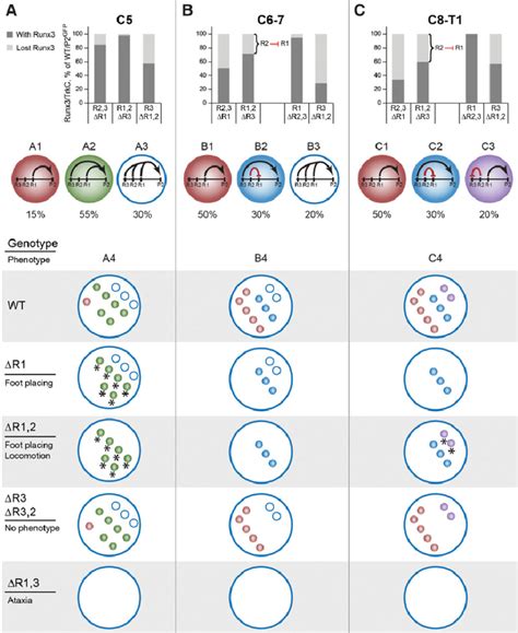 distinct re combinations mediate runx3 expression in trkc neuronal
