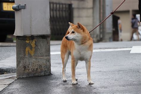 柴犬有哪些性格特征？一起来了解下吧~ 宠物网