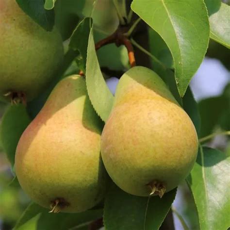 Concorde Pear Trees For Sale Ashridge