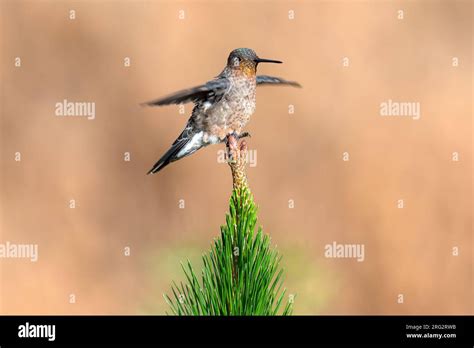 A Giant Hummingbird Patagona Gigas Is Finding Its Balance On Top Of A
