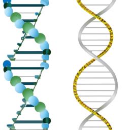 Unterschied Zwischen Dna Und Rna Unterschied De
