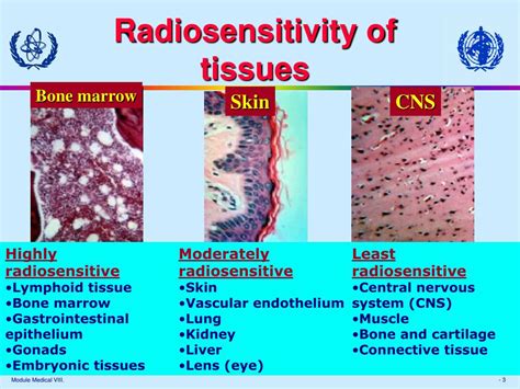 Ppt Biological Effects Of Ionizing Radiation On T I Ssue S Organs