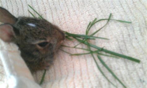Omg The Smallest Bunny I Ever Seen Hamster Bunny Rabbit