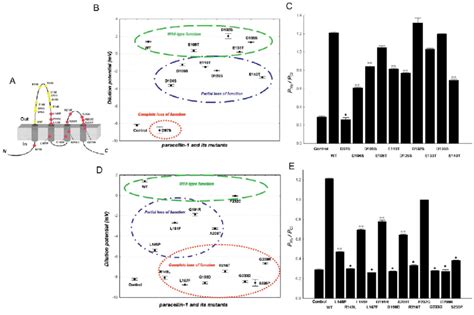 Structural Requirements Of Paracellin 1 Function A Mutations In