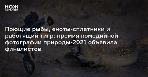 Поющие рыбы еноты сплетники и работящий тигр премия комедийной