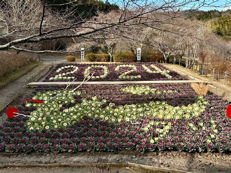 奥殿陣屋の葉牡丹で干支 来年は辰年です 愛知県岡崎市 まなさん٩ ᐖ ۶ ウェザーニュース
