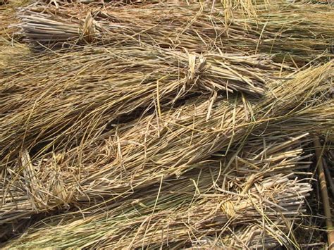 Rice Husk Bioenergy Consult