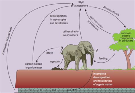 Carbon Cycle Diagram Ib