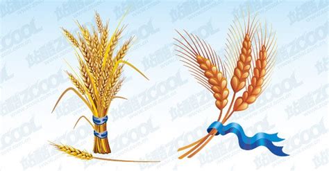 2 Vector Bundle Of Wheat Material Vector For Free Download Freeimages