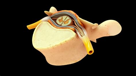 3d Vertebrae Cross Section With Spinal Cord Model Turbosquid 2189320