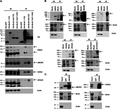 Validation Of Interactions With Human Brd4 A The Indicated Brd4