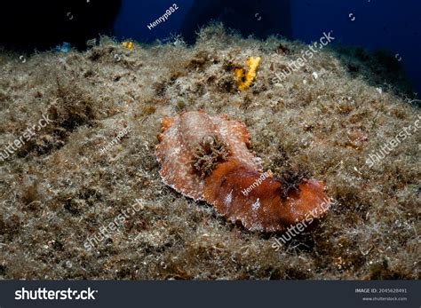 2 Doride antico 图片库存照片和矢量图 Shutterstock