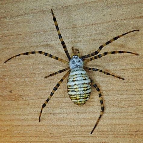 Argiope Trifasciata Banded Garden Spider 10000 Things Of The