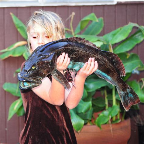 Lingcod Fish N Chips Hubpages