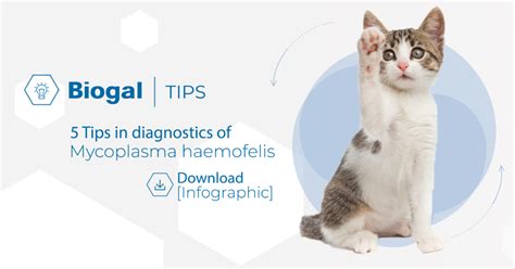 5 Tips In Diagnostic Of Mycoplasma Haemofelis Biogal Labs
