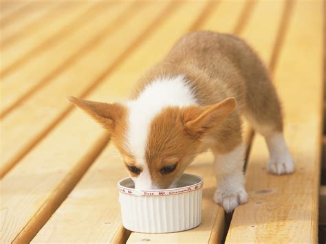 犬が下痢をしたときの食事は？治すために与えるご飯 犬 All About