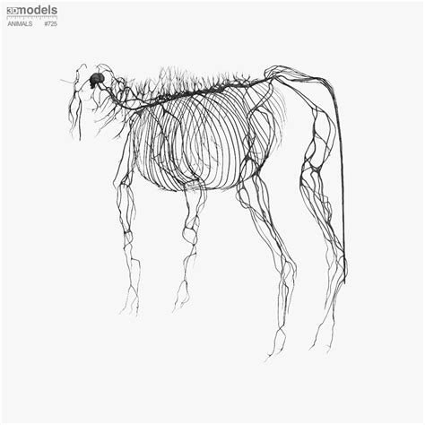 Cow Nervous System 3d Model Download Mammals On