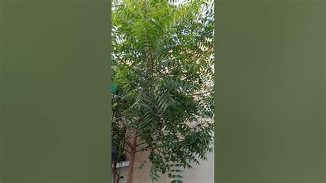 نیم کا درخت 🌲 Youtube