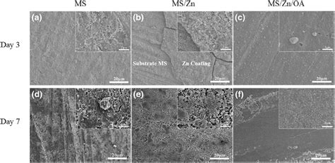 SEM Images Of The Surface Morphology Of Different Samples After Download Scientific Diagram