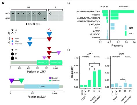 Jak1 And B2m Mutations A Top Mutation Mut Status For Jak1 And B2m