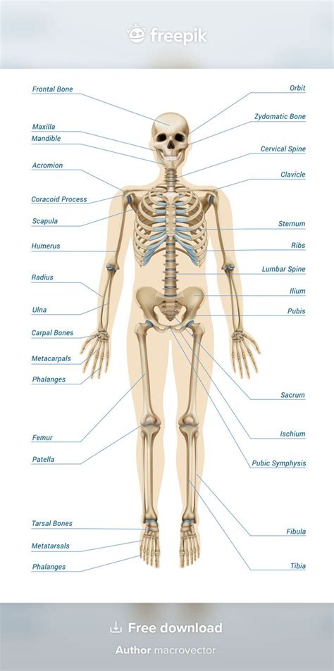 Free Vector Realistic Human Skeletal System Infographics Ossos Do